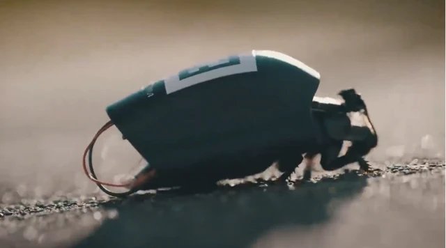 Cyborg Insect Swarms Are Now Deployed With NATO … | RoboHorizon